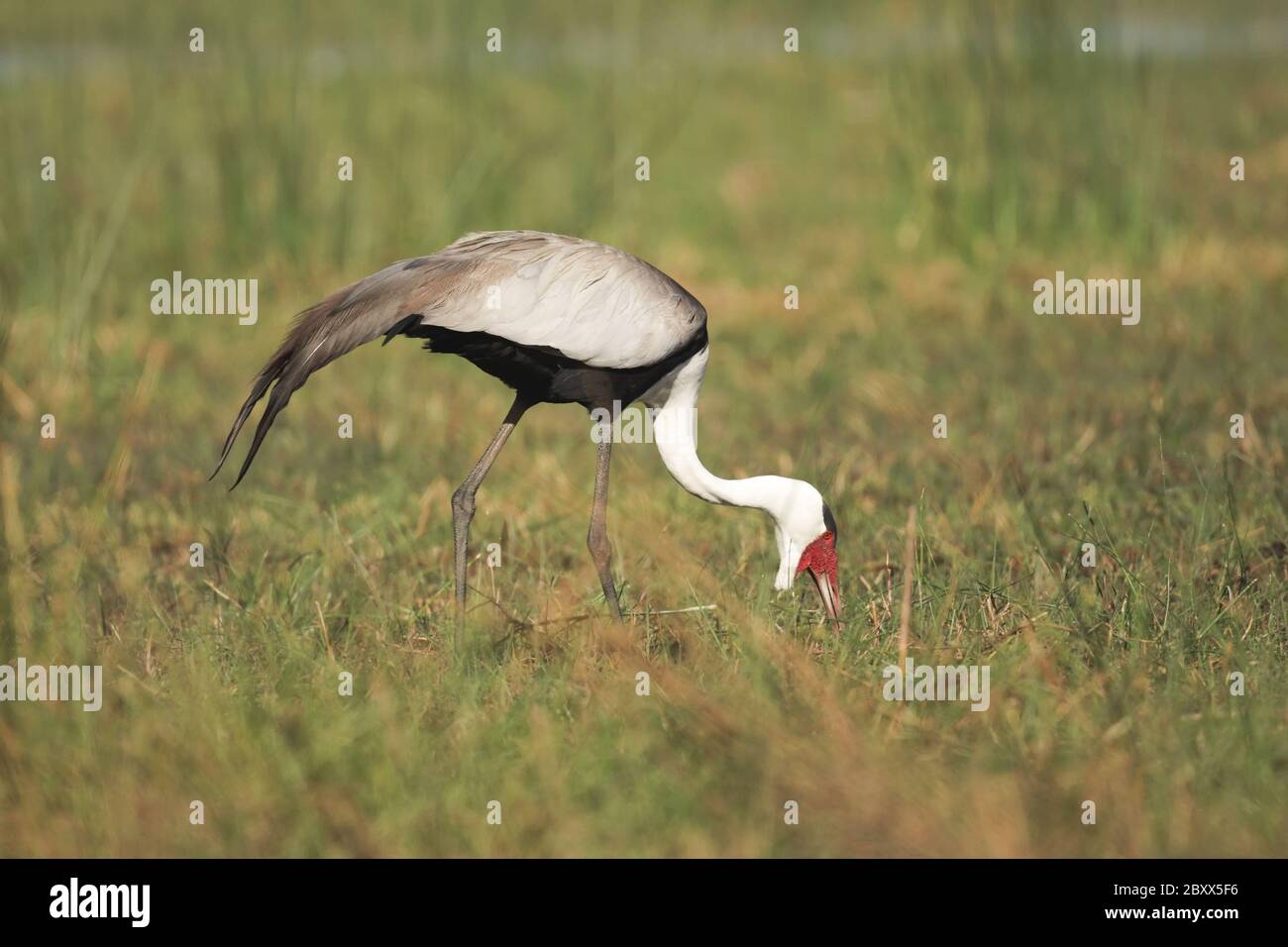 Wattled crane feed hi-res stock photography and images - Alamy