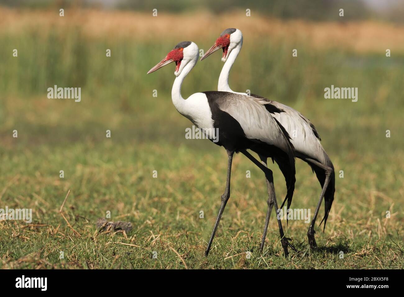 Wattled Crane, South Africa Stock Photo - Alamy
