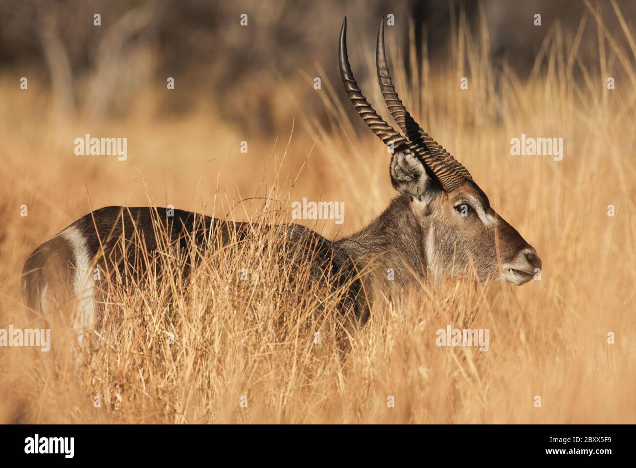 Ellipsen waterbuck hi-res stock photography and images - Alamy