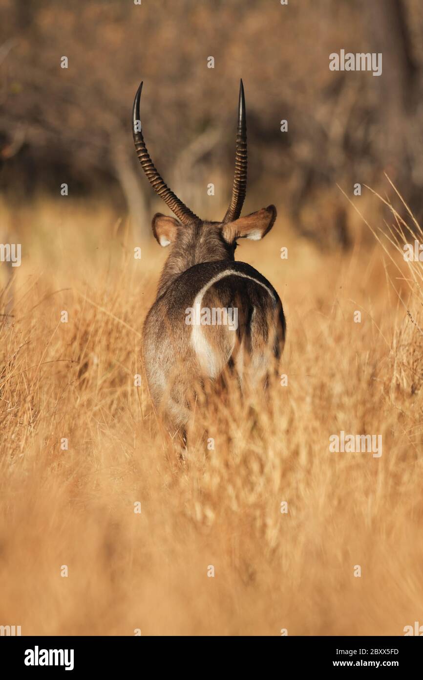 ellipsen waterbuck, Kobus ellipsiprymnus ellipsiprymnus Stock Photo - Alamy