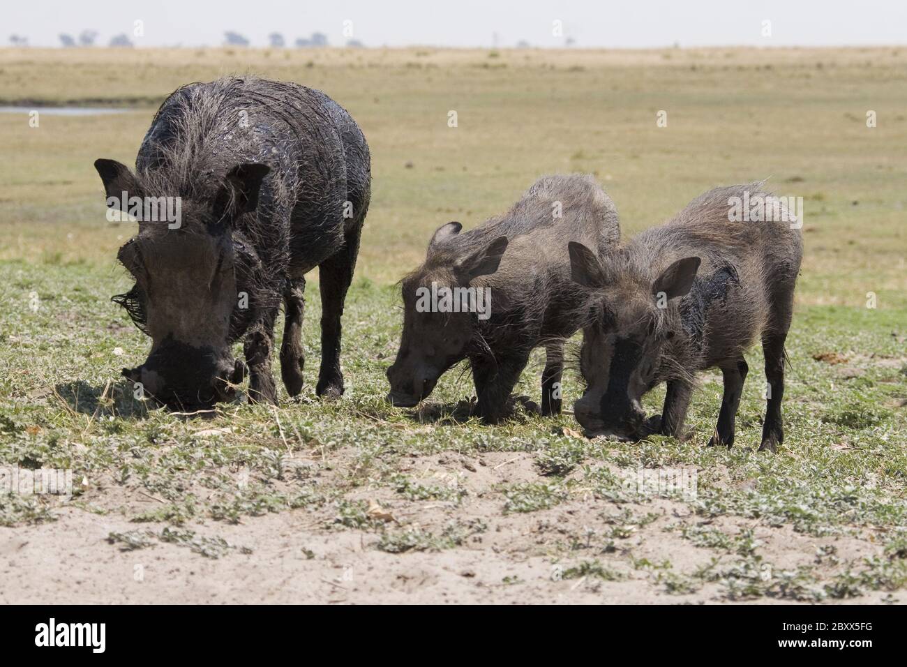 Wart Hog, South Africa Stock Photo - Alamy