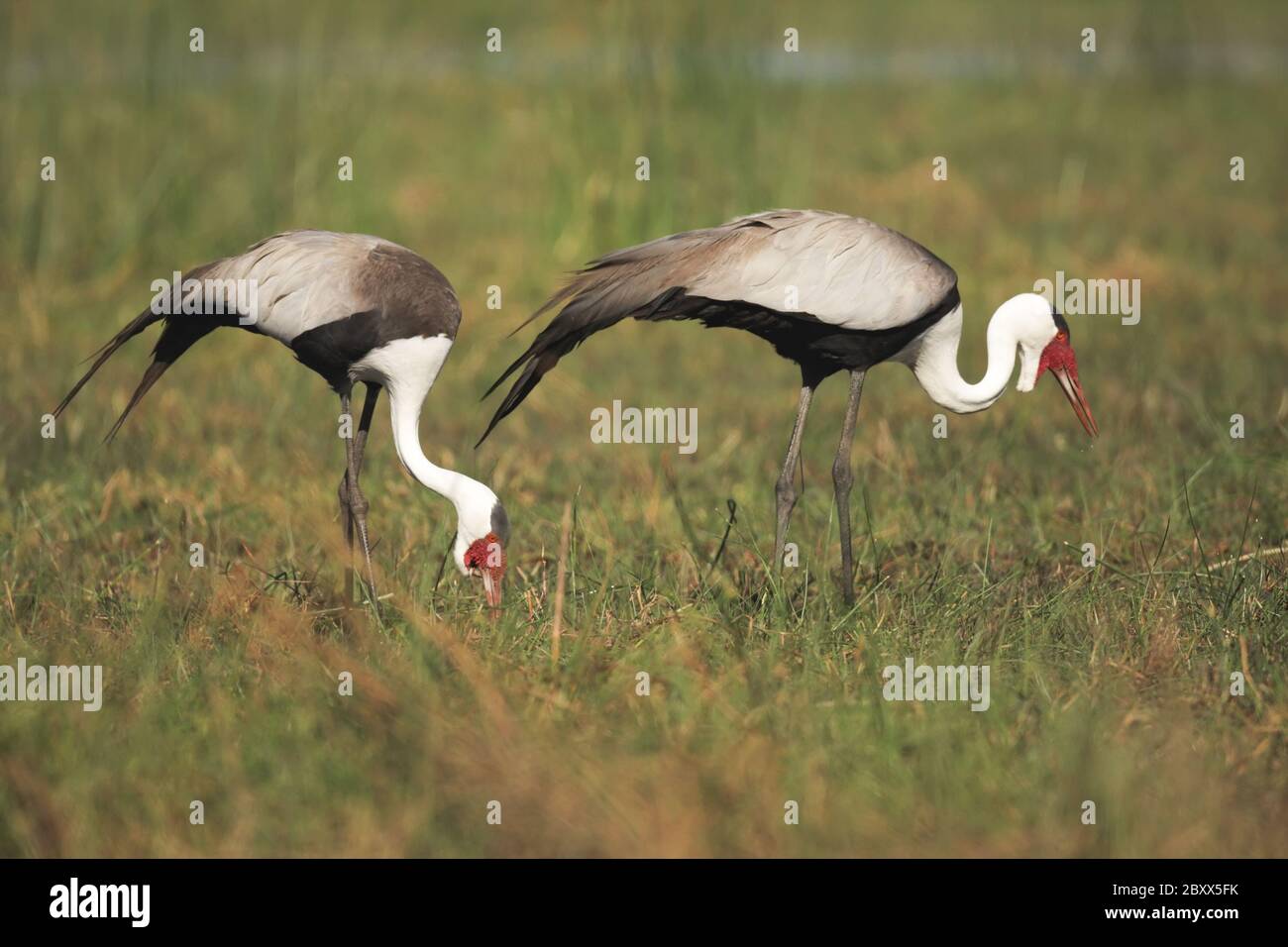 Wattled Crane, South Africa Stock Photo - Alamy