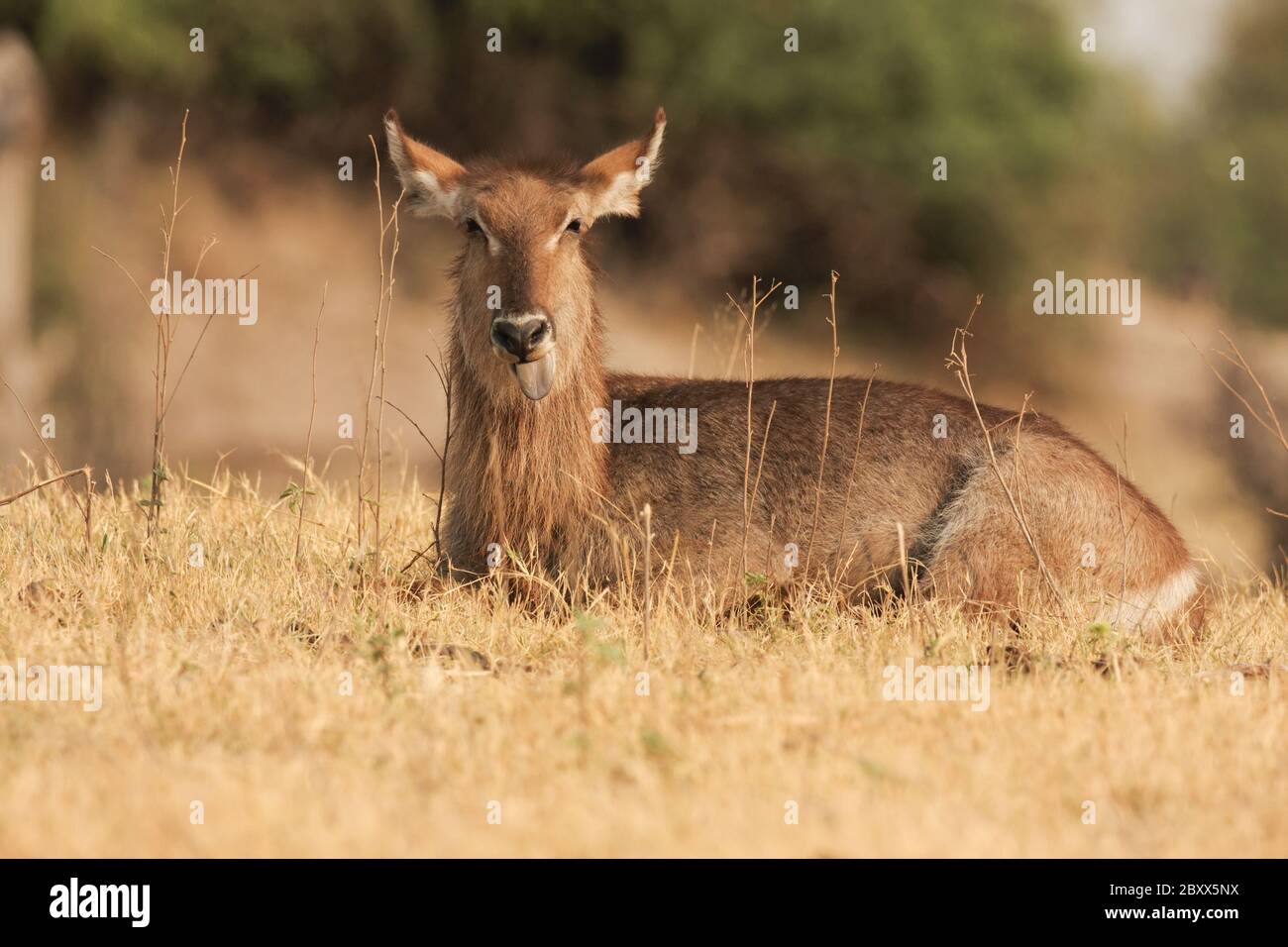 ellipsen waterbuck, Kobus ellipsiprymnus ellipsiprymnus, South Africa ...