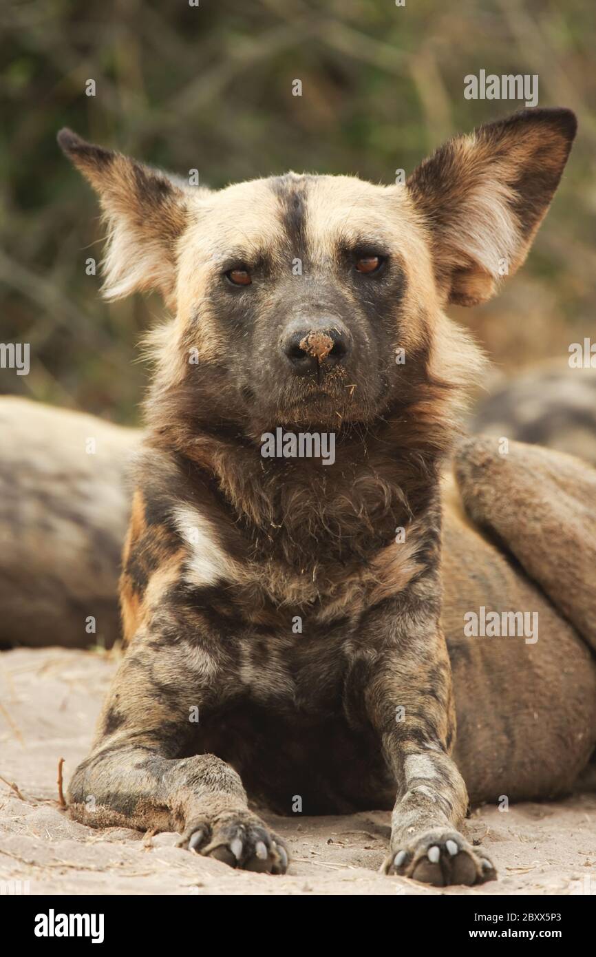 Close up african wild dog face hi-res stock photography and images - Alamy