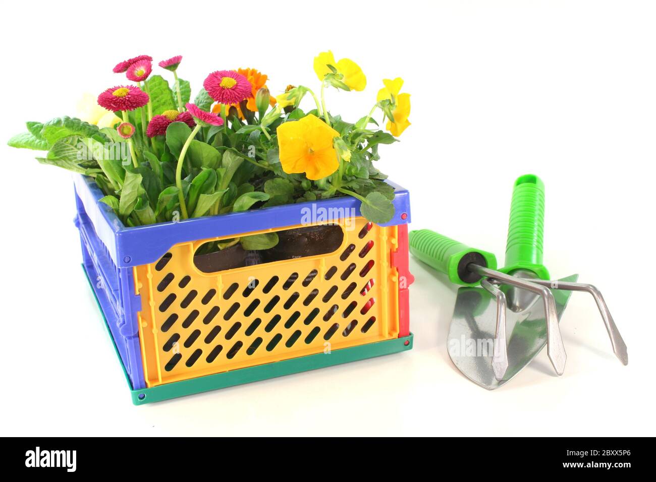 Primrose flower box hi-res stock photography and images - Alamy