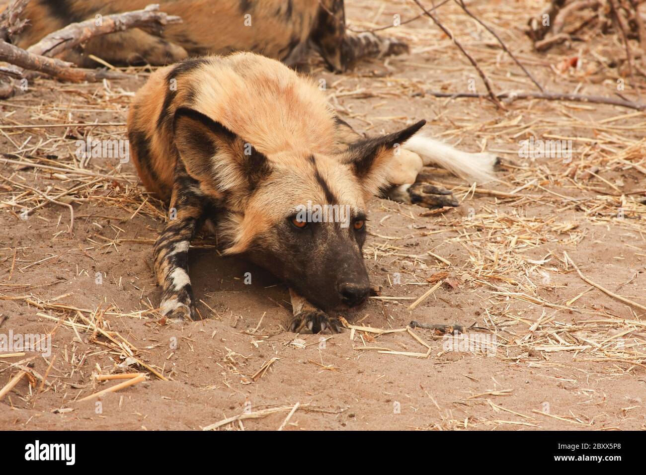 Iucn red data book hi-res stock photography and images - Alamy