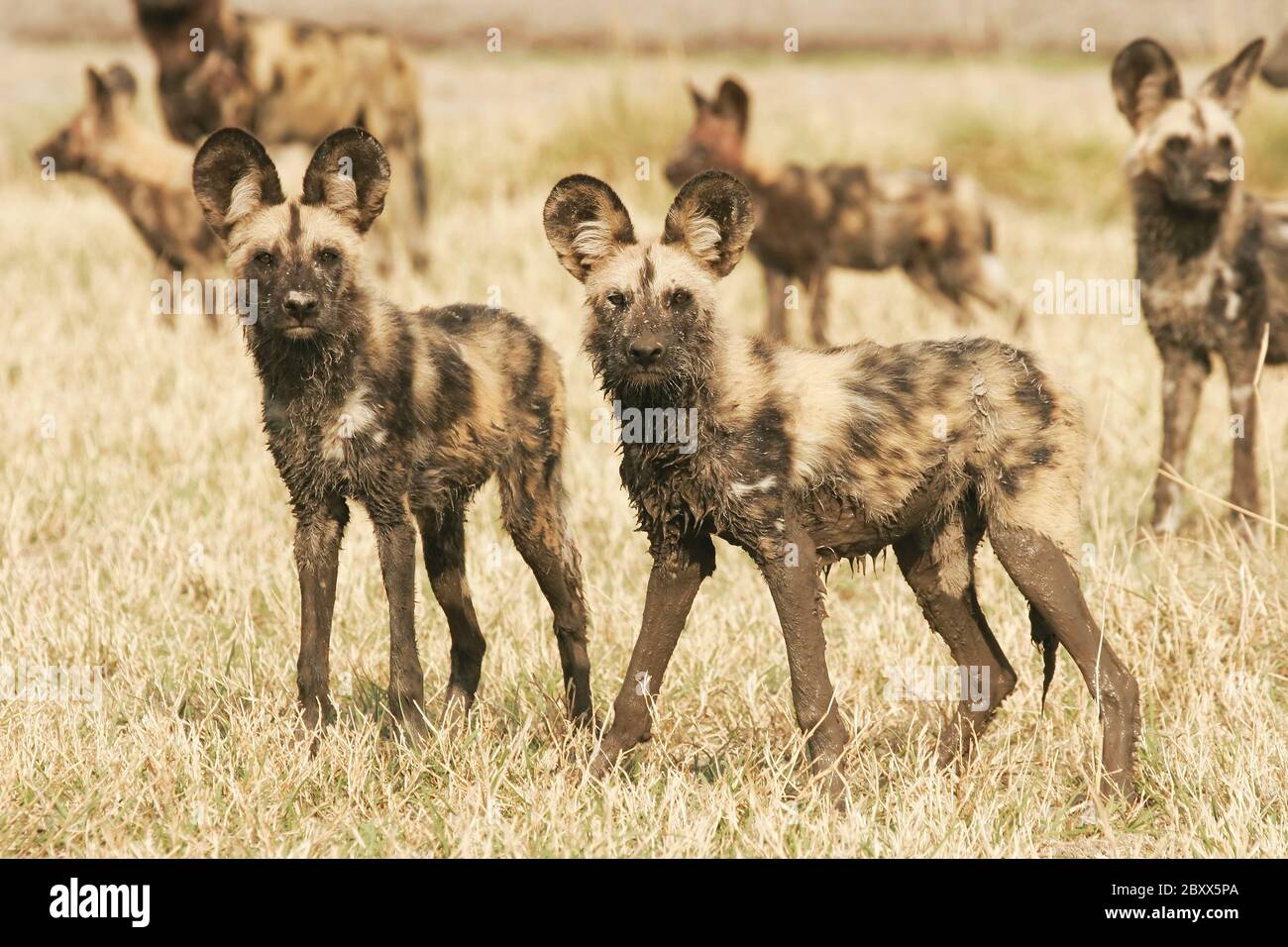 Iucn data book hi-res stock photography and images - Alamy