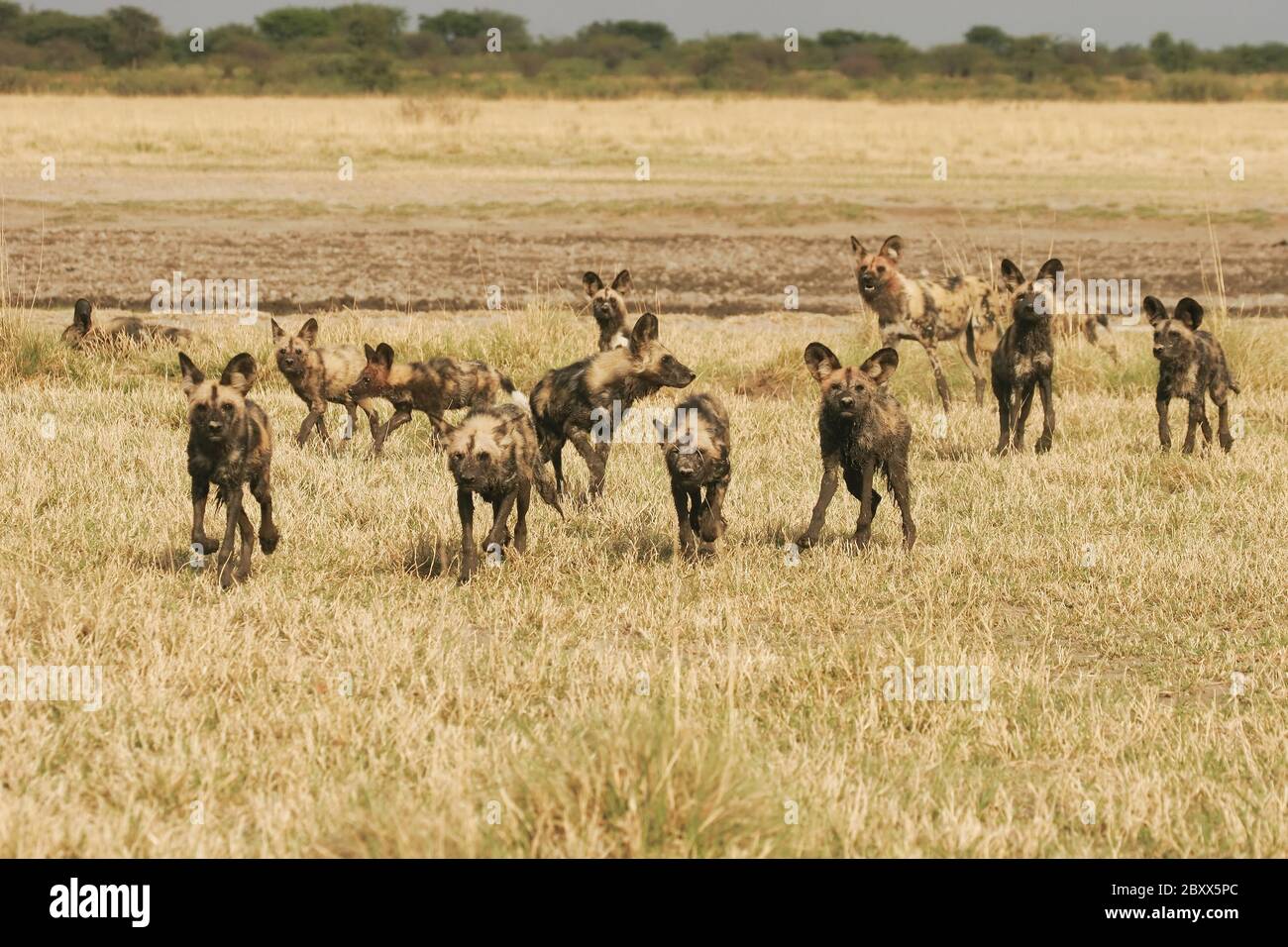 African wild dog group hi-res stock photography and images - Alamy