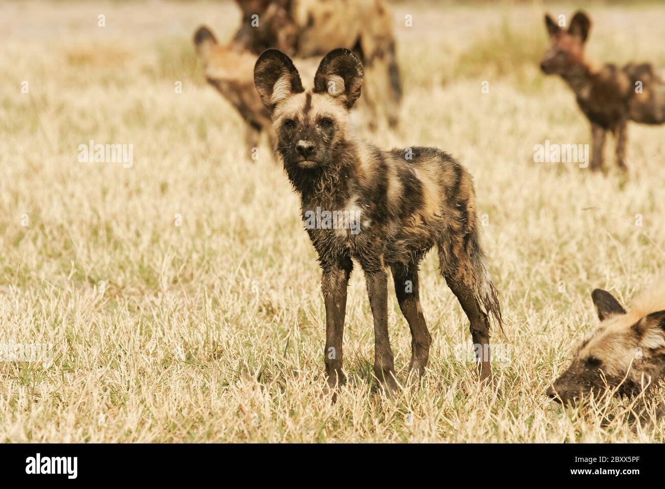 Vulnerable dog hi-res stock photography and images - Alamy