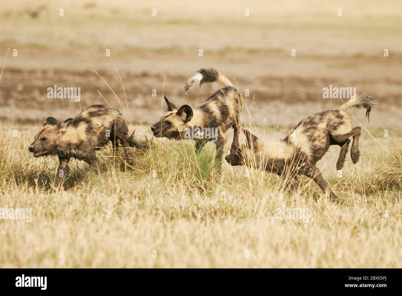 African wild dog group hi-res stock photography and images - Alamy