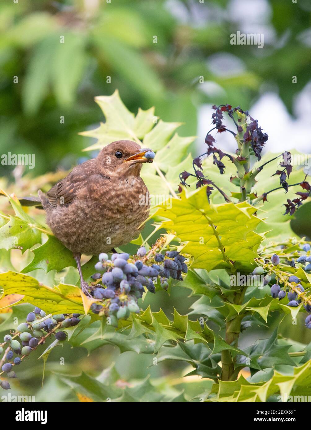 Juvenile blackbird hi-res stock photography and images - Alamy