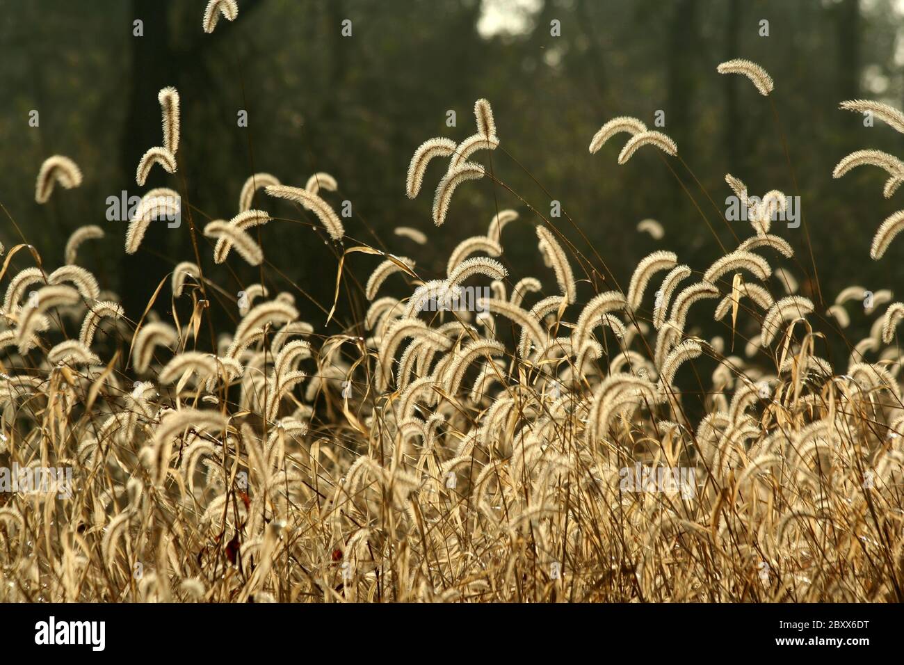 Foxtail weeds in autumn Stock Photo - Alamy