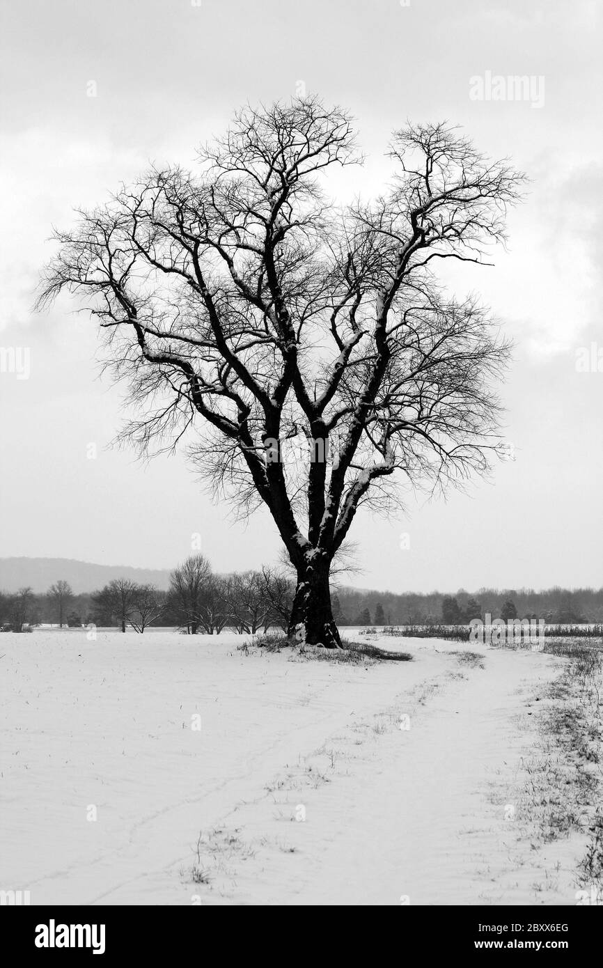 Snowy lone tree hi-res stock photography and images - Alamy
