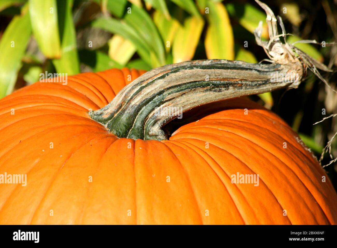 Pumpkin stem hi-res stock photography and images - Alamy