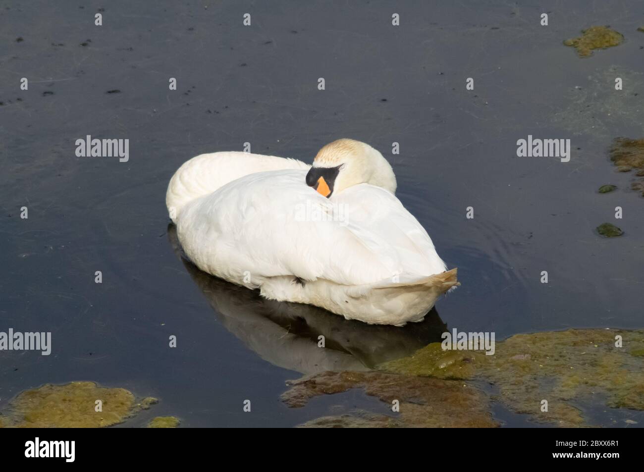White mute swan sleeping on water floating Stock Photo - Alamy