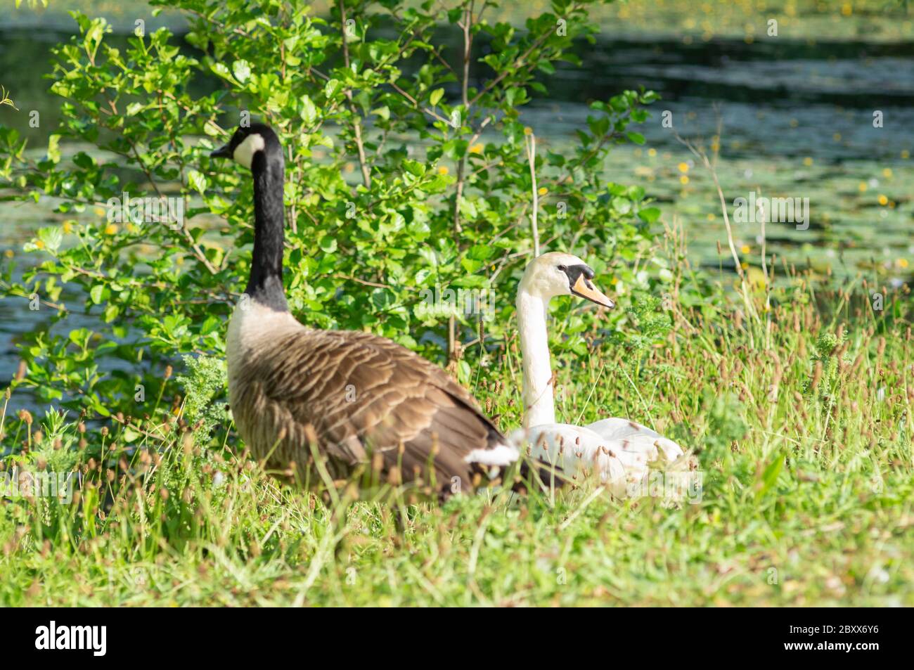 Mute swan Cygnus olor looking at photographer through long grass next ...