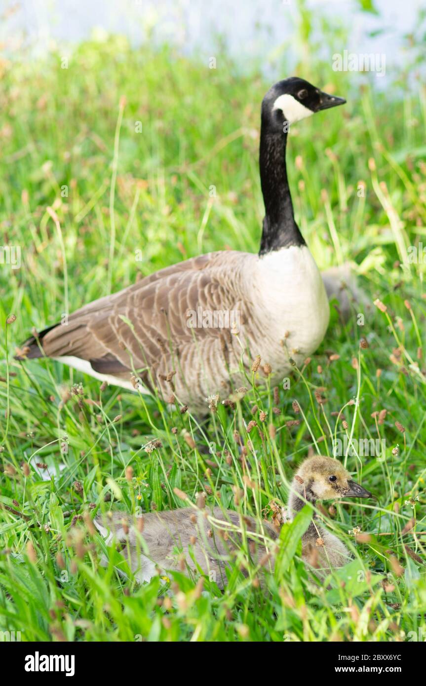 Goose grass hi-res stock photography and images - Alamy