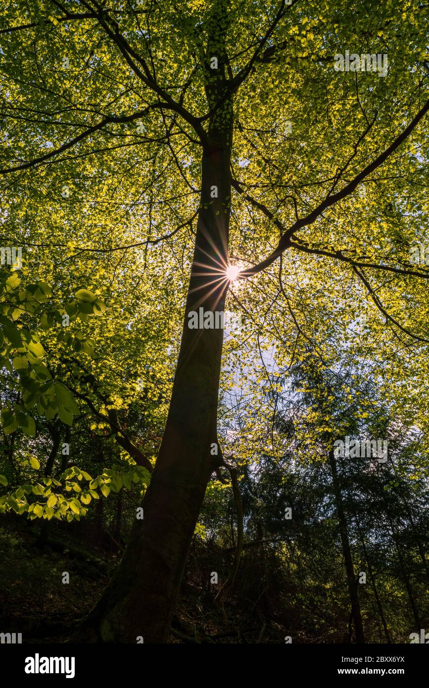 Sun, with aperture star, shines through the treetops in the green ...