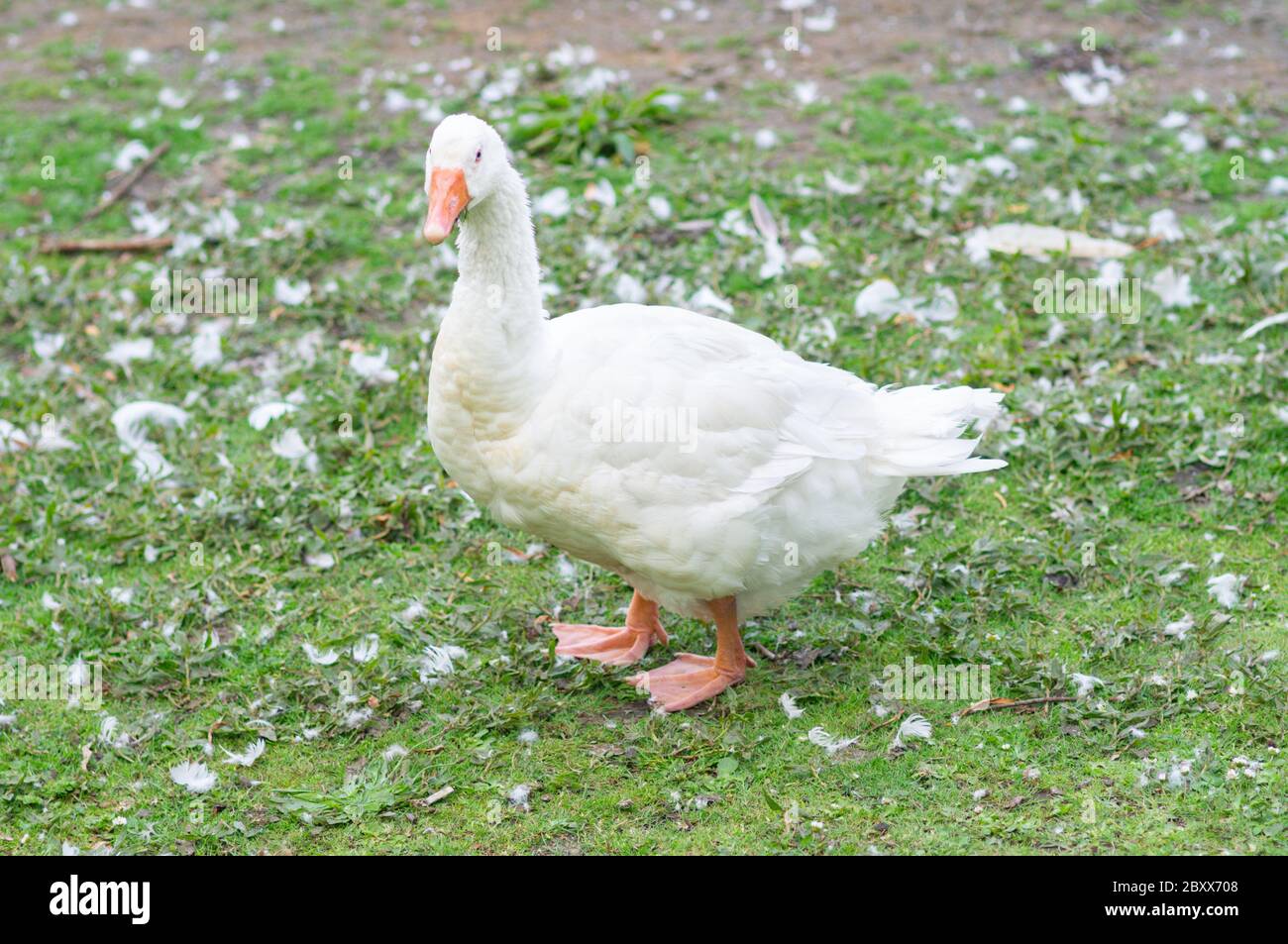 White goose uk hi-res stock photography and images - Alamy