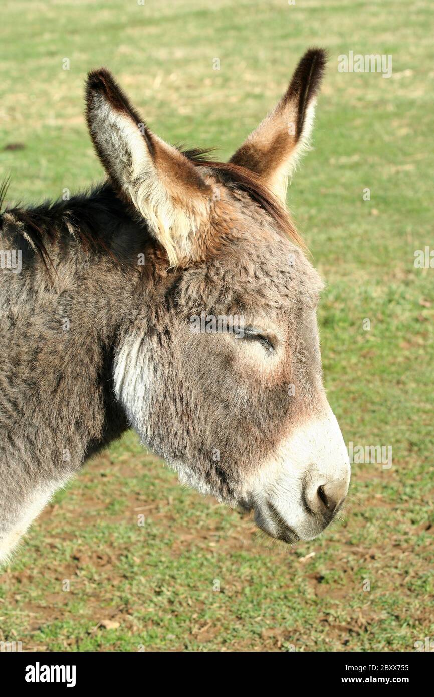 Stubborn donkey hi-res stock photography and images - Alamy