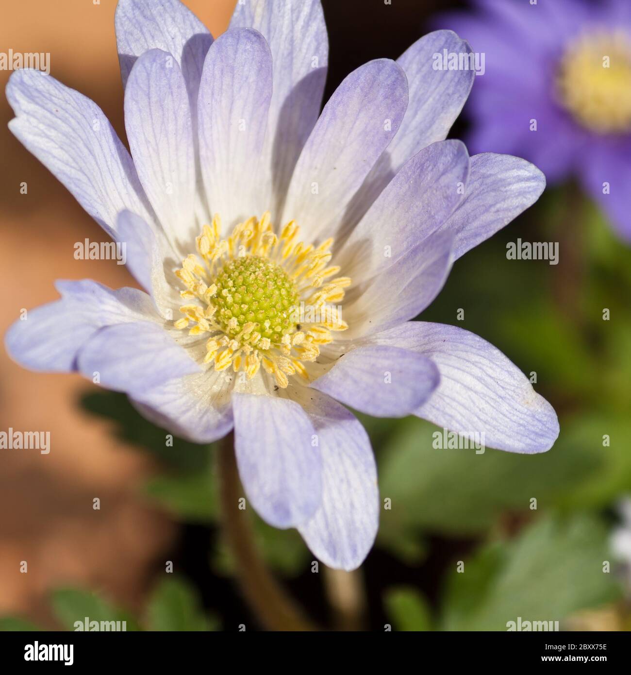 Star anemone hi-res stock photography and images - Alamy