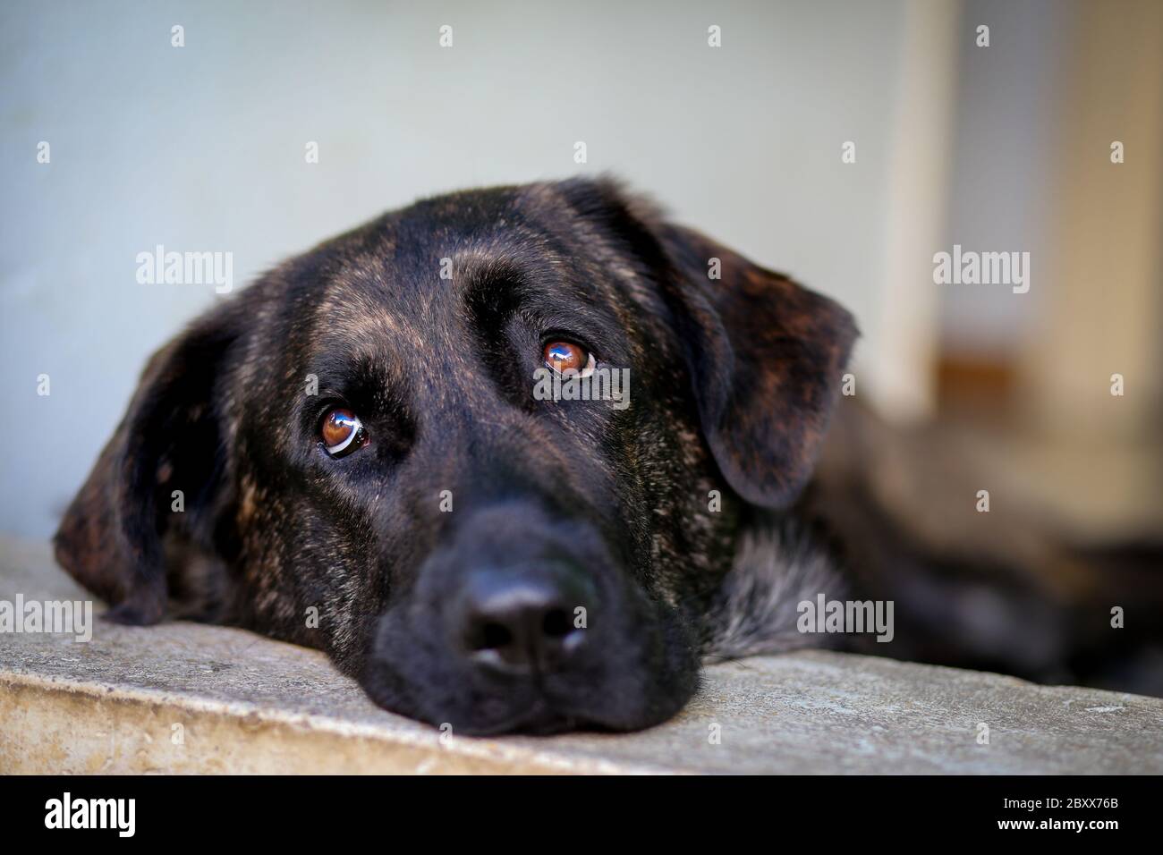 Close up of a black dog's face looking and resting Stock Photo - Alamy
