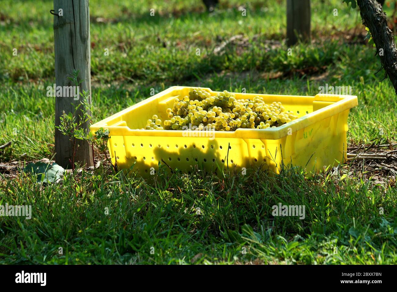 A Container of freshly picked grapes Stock Photo - Alamy