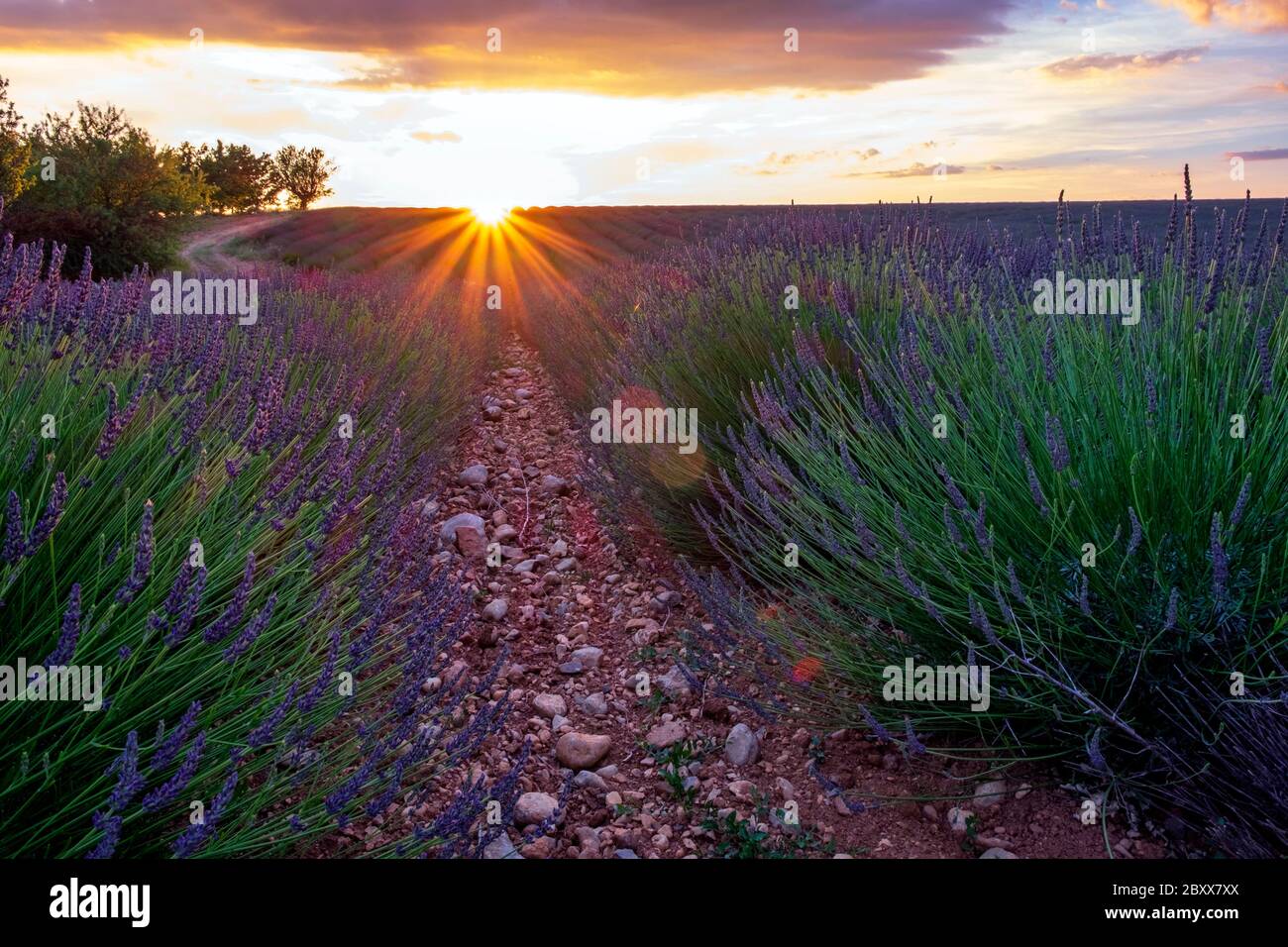 Summer sunset. Provence landscape Stock Photo - Alamy