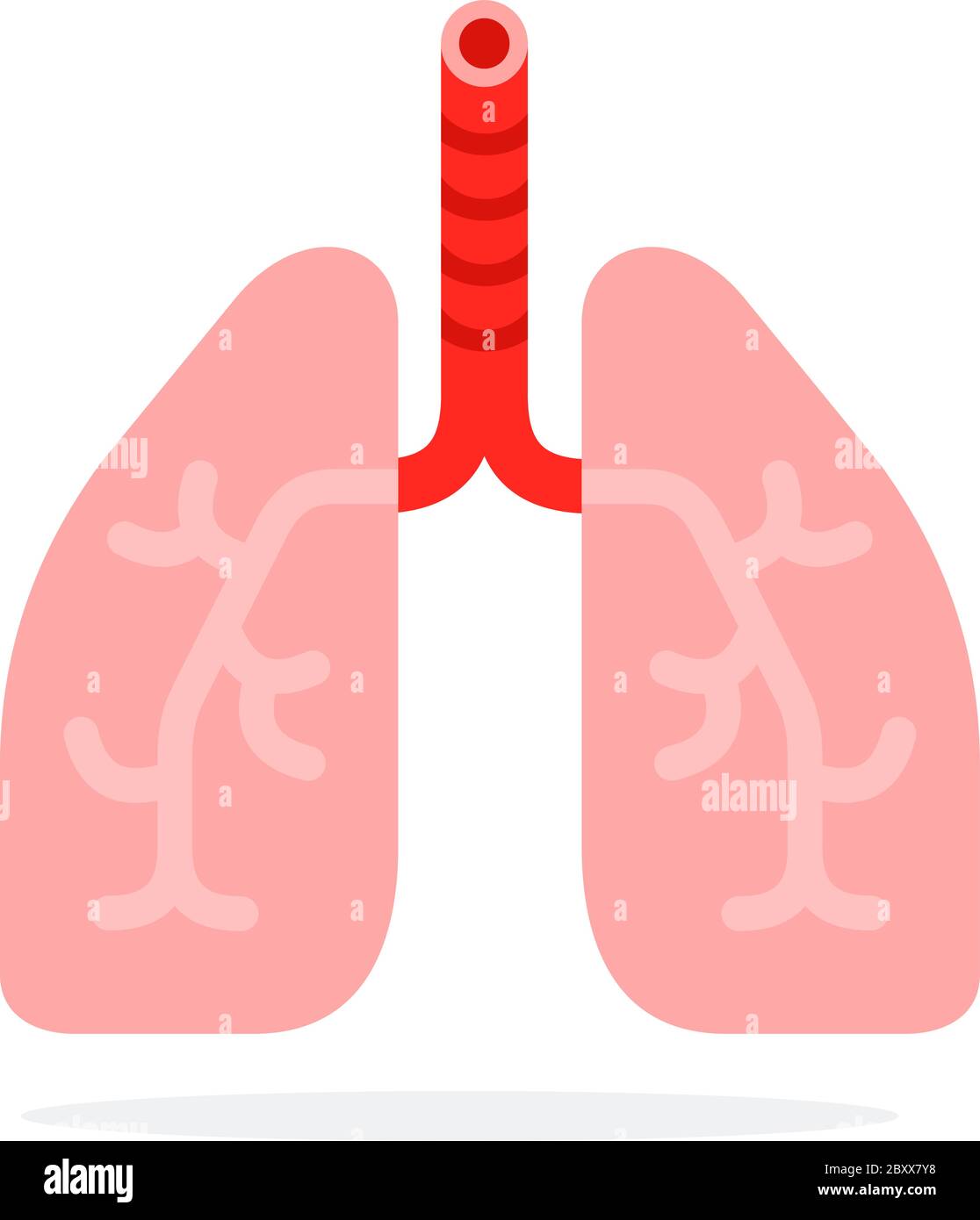 Human lungs vector flat material design isolated object on white ...