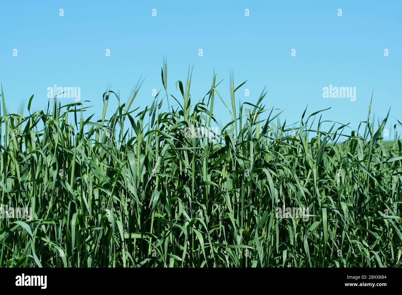 Growing hay hi-res stock photography and images - Alamy