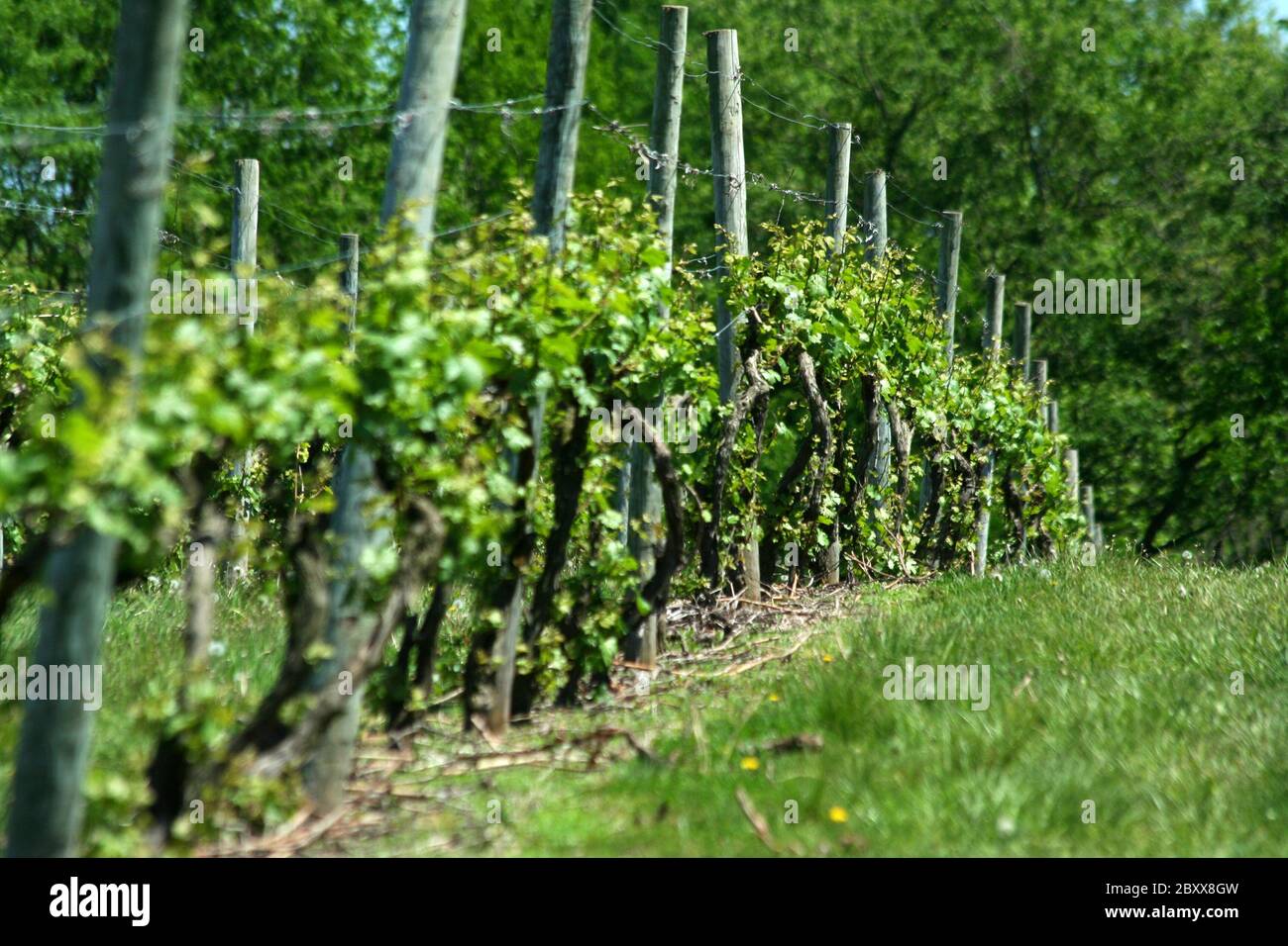 Grape vine springtime hi-res stock photography and images - Alamy