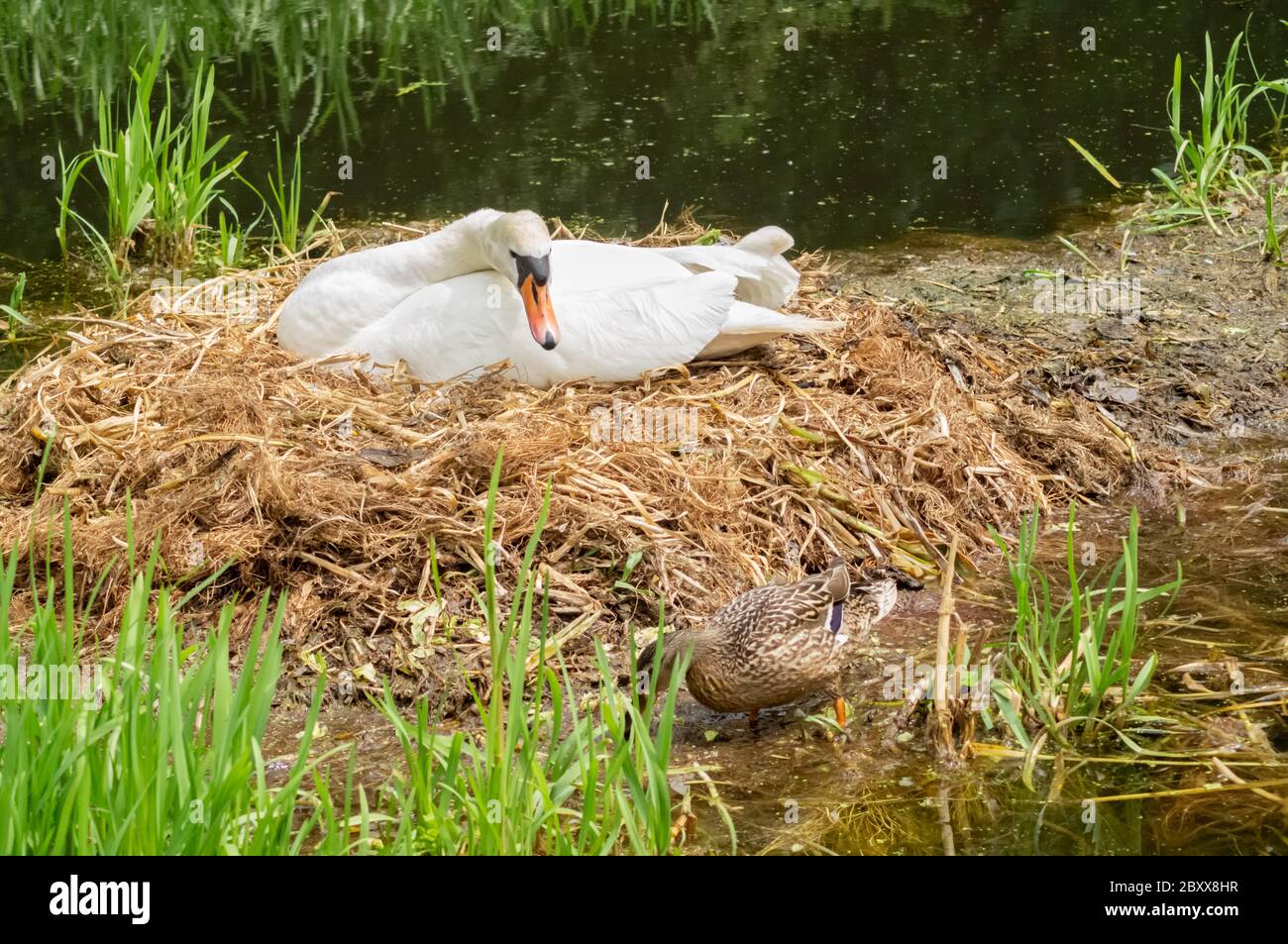 Duck near swan nest hi-res stock photography and images - Alamy