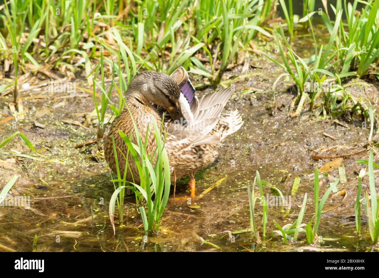 Female mallard duck preening her feathers Stock Photo - Alamy