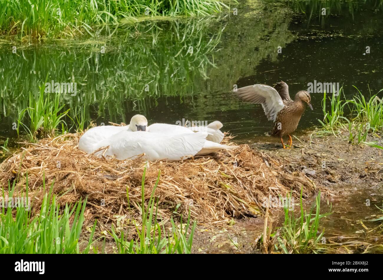 Mallard nest hi-res stock photography and images - Alamy