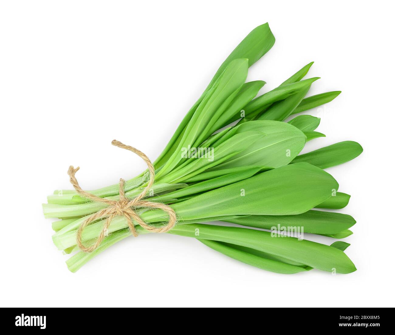 Ramson bunch vegetable isolated on white background with clipping path ...