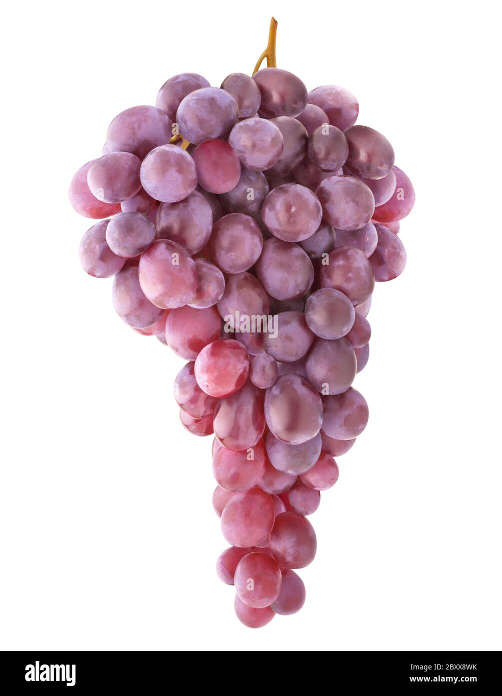 Isolated pink grapes. Bunch of grapes hanging on a stem isolated on ...