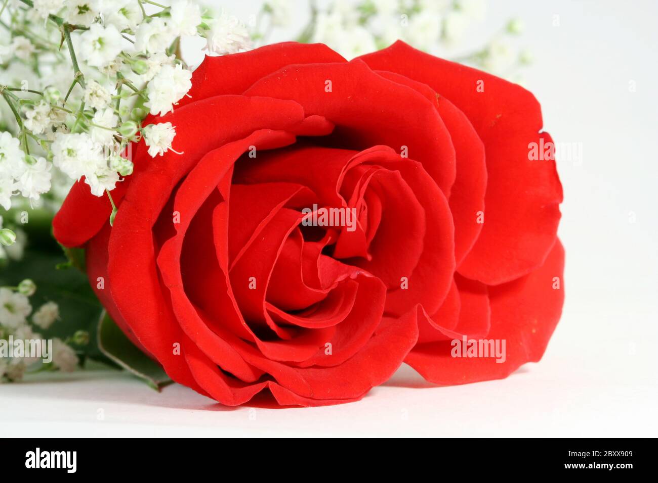 Red rose with babys breath hi-res stock photography and images - Alamy