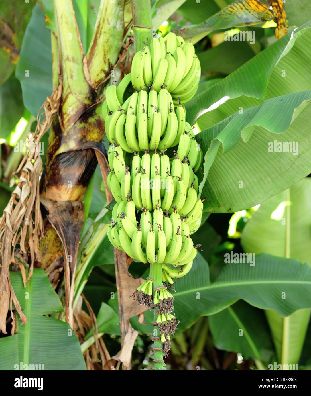 banana on tree Stock Photo - Alamy