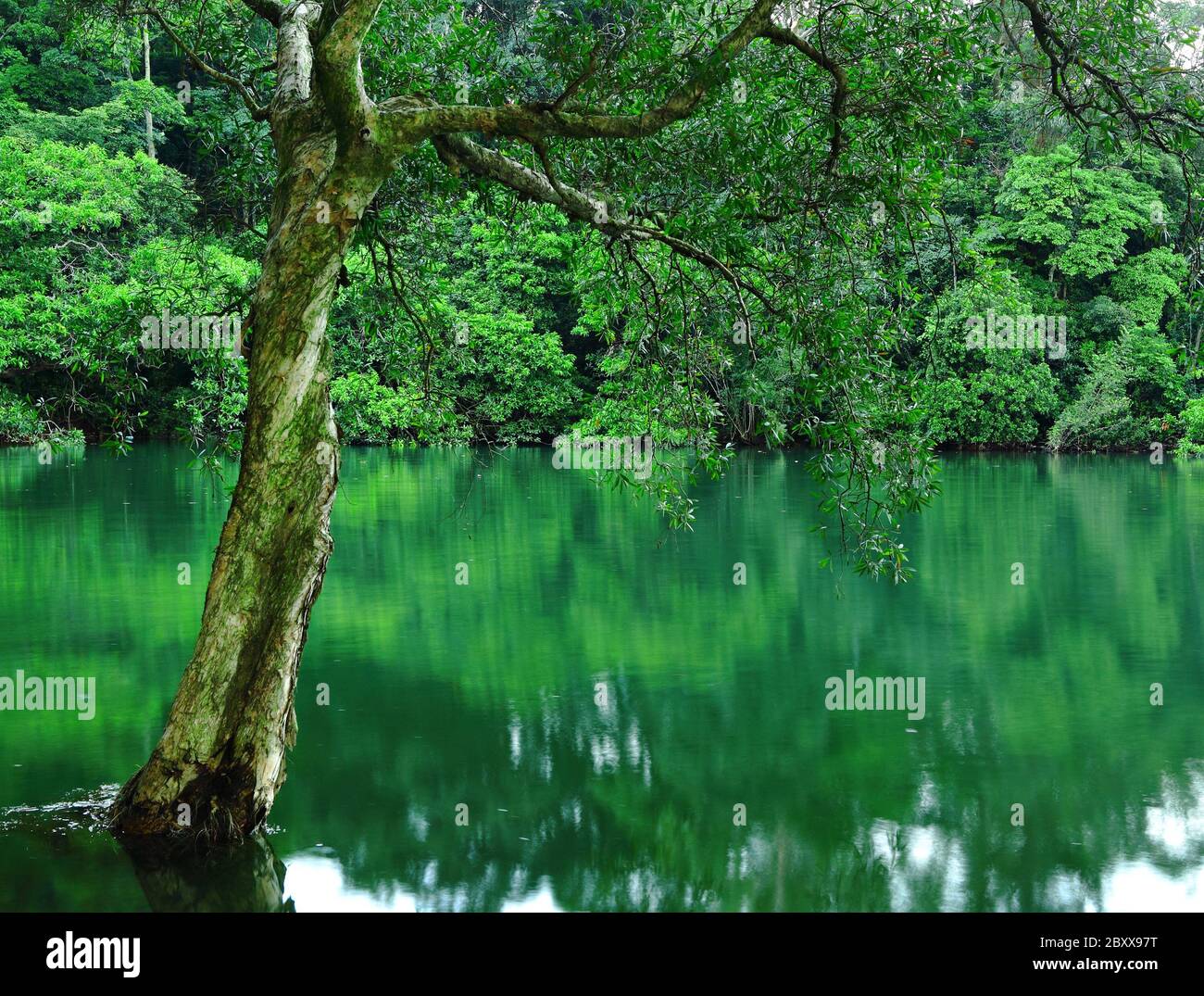 Tree on water hi-res stock photography and images - Alamy