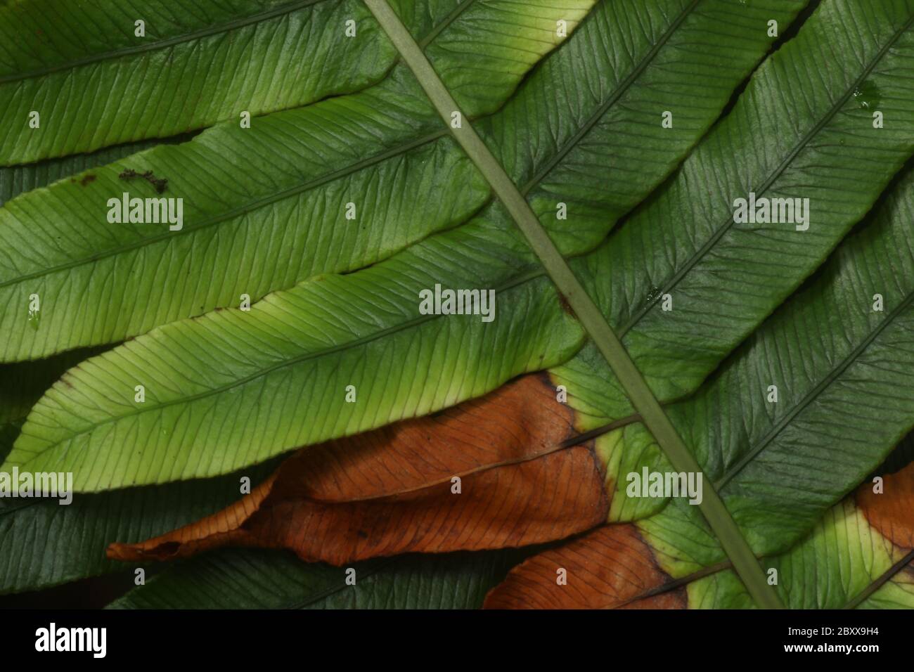 Crown fern hi-res stock photography and images - Alamy