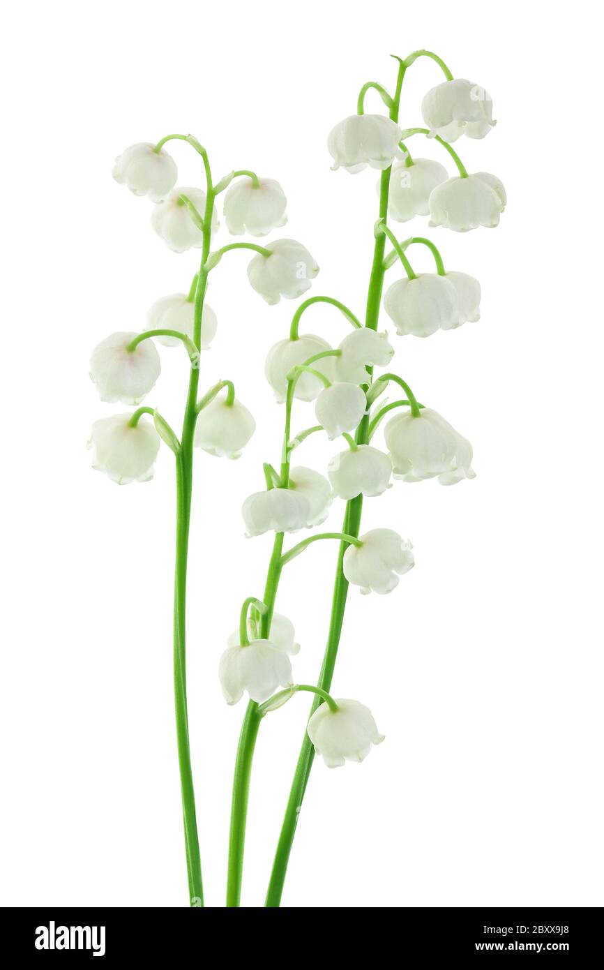 Lilly of the valley flowers isolated on white background with clipping ...