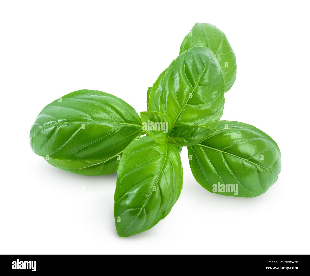 Fresh basil leaf isolated on white background with clipping path and ...