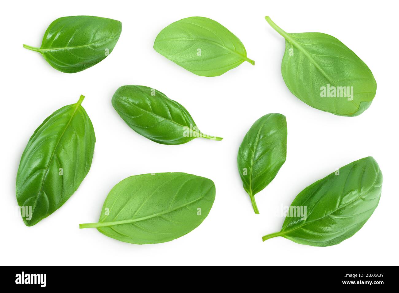 Fresh basil leaf isolated on white background with clipping path and ...