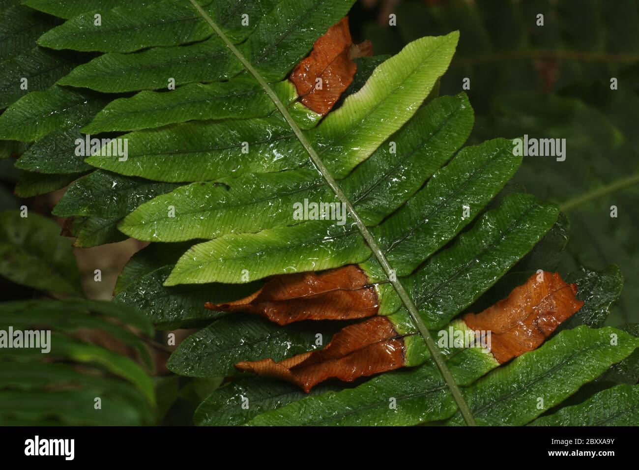 Crown fern (Blechnum discolor Stock Photo - Alamy