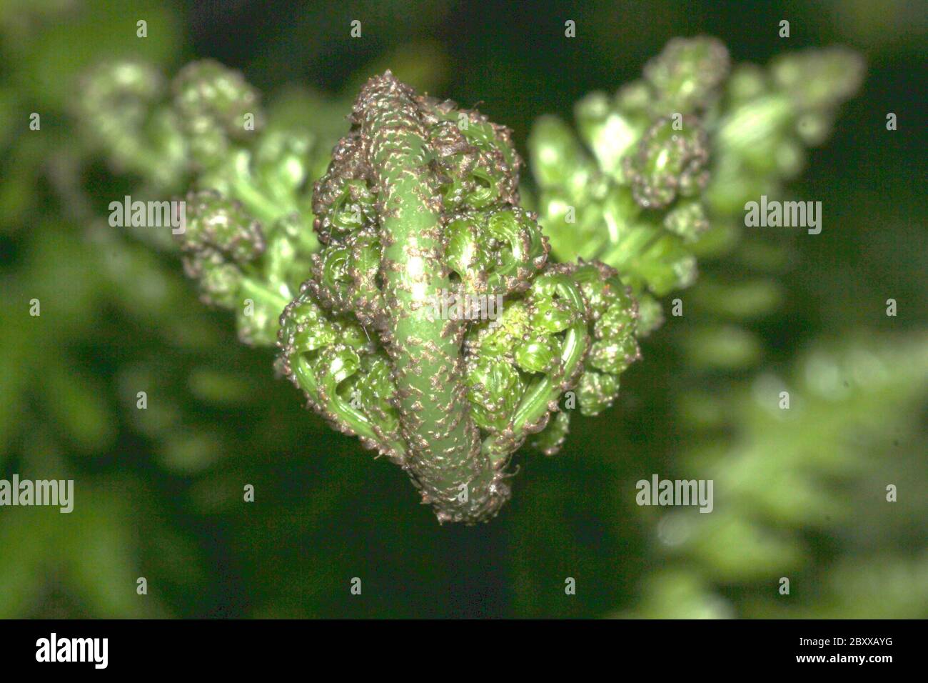 Crown fern hi-res stock photography and images - Alamy