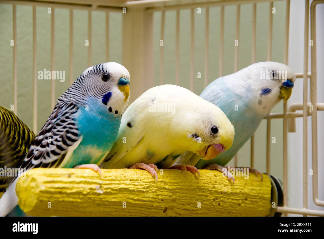 Parakeets head hi-res stock photography and images - Alamy