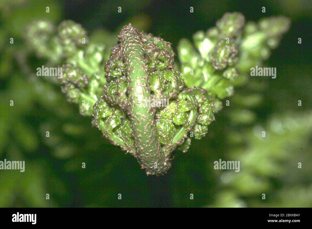Crown fern (Blechnum discolor Stock Photo - Alamy