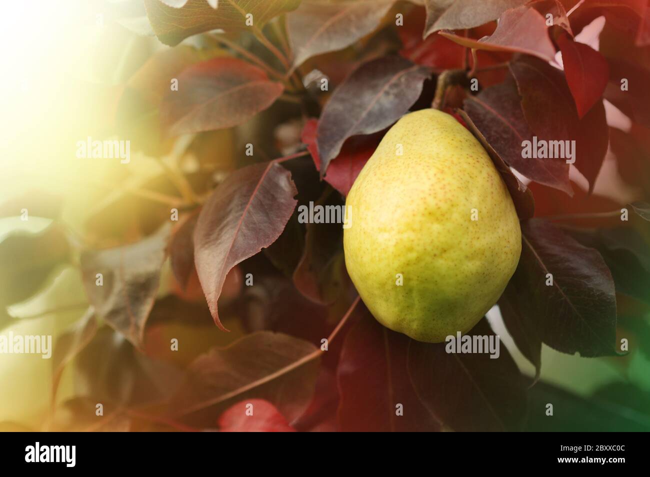 Pear texture hi-res stock photography and images - Alamy