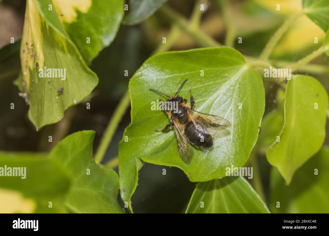 Ivy bee uk hi-res stock photography and images - Alamy