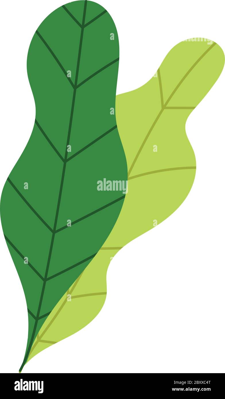 leaves foliage nature botanical isolated design icon vector ...